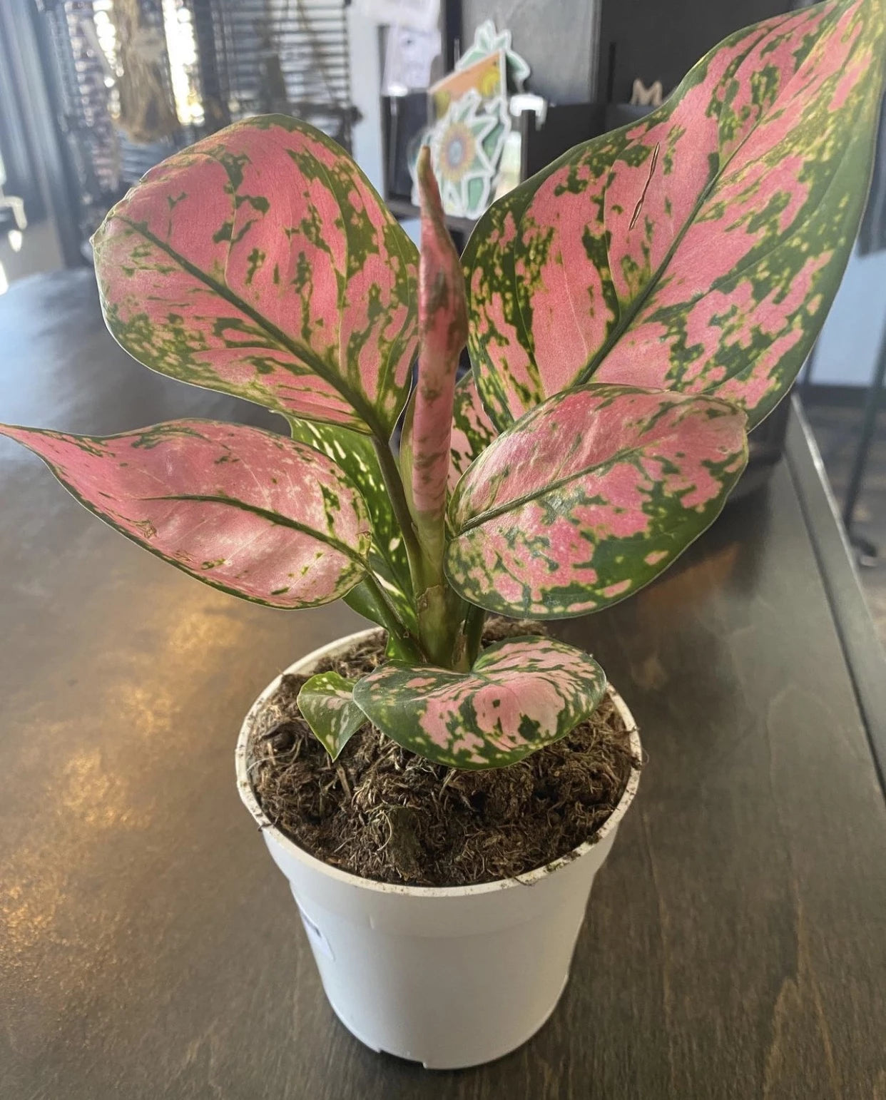 House Plants & More – The Stash & Co.